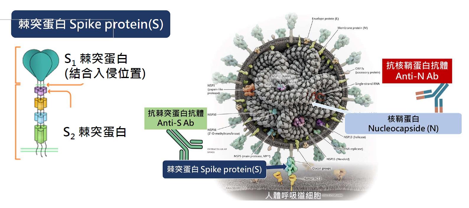 COVID-19常見問題